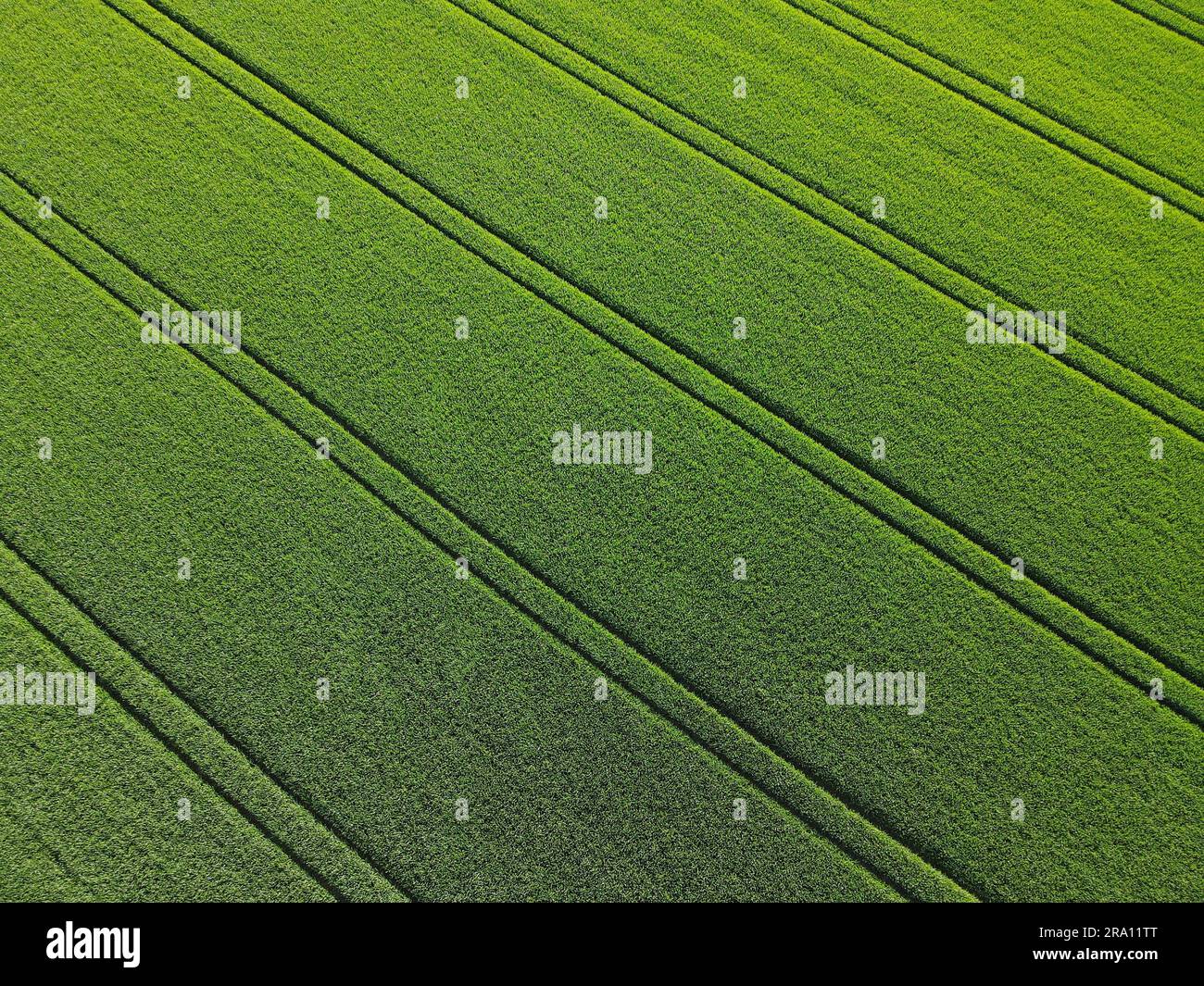 Green growing crop field with lanes in spring from above Stock Photo ...