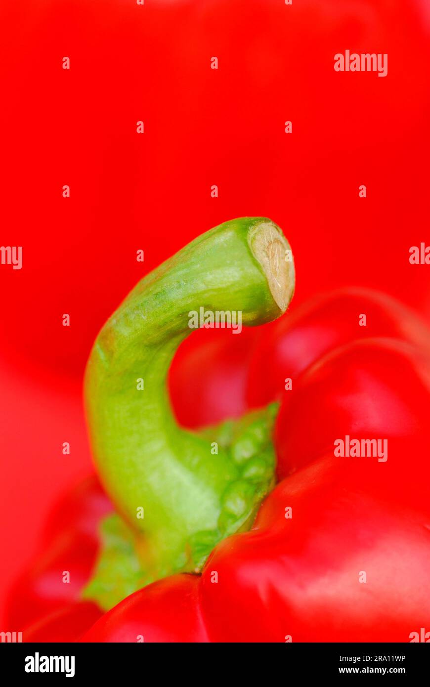 Red pepper (Capsicum annuum Stock Photo - Alamy