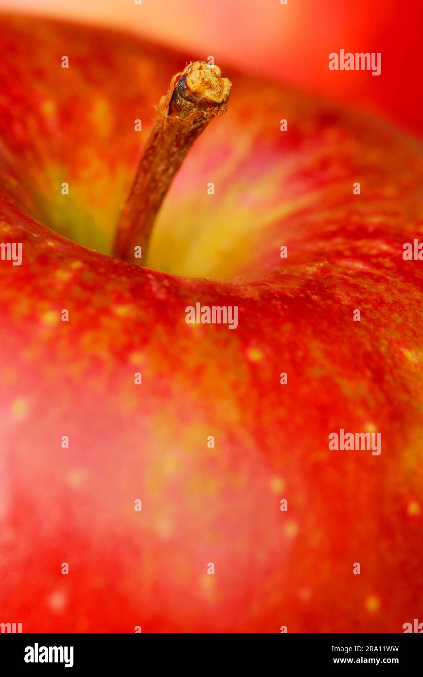 Apple 'Boskop' (Malus domesticus Stock Photo - Alamy