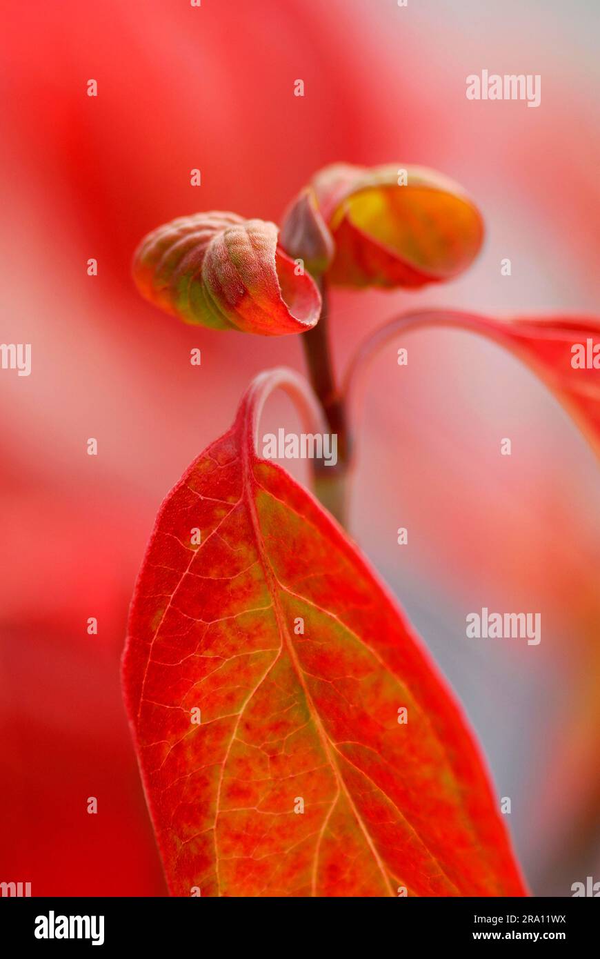 Cornus mas autumn hi-res stock photography and images - Alamy