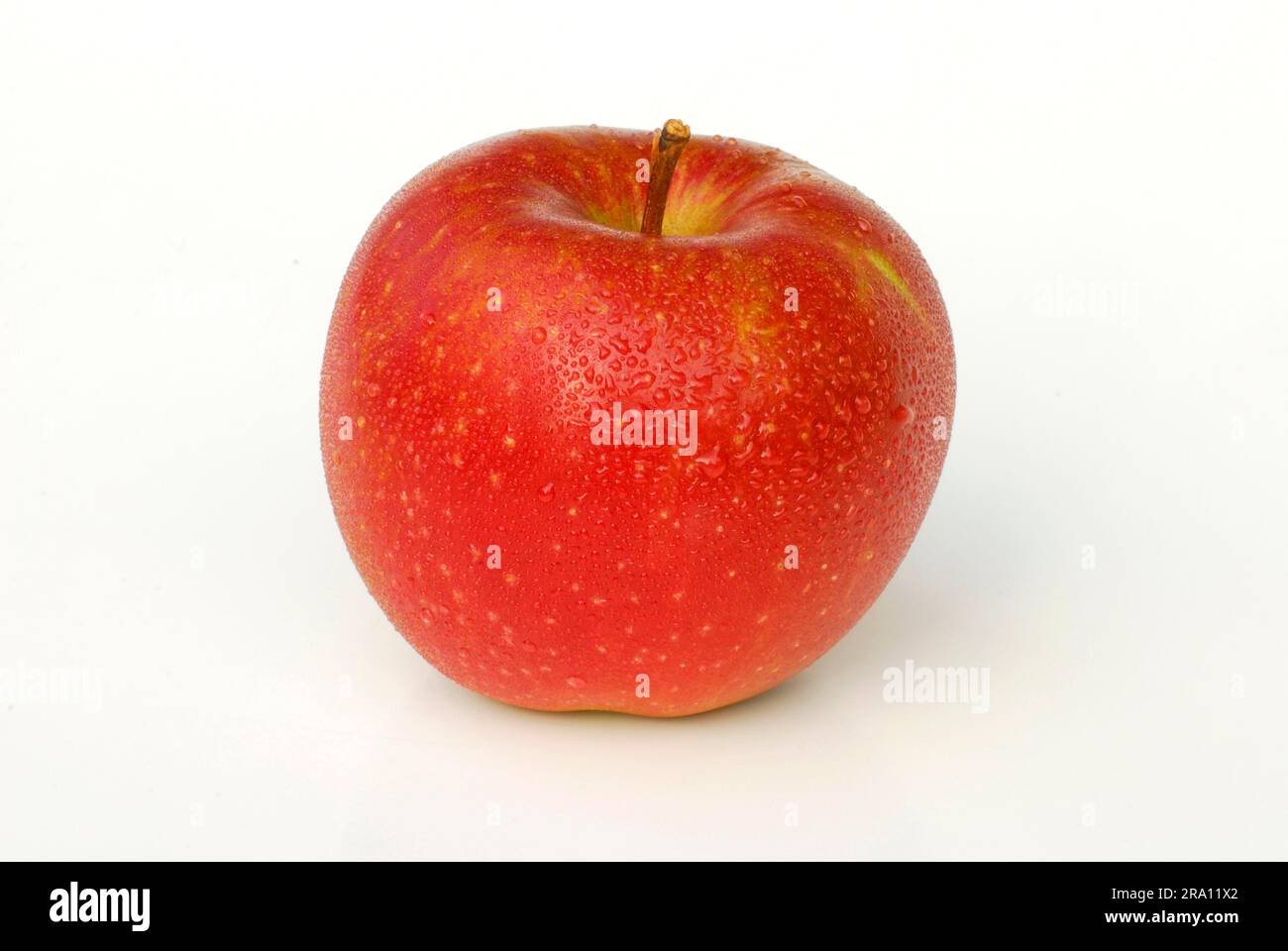 Apple 'Boskop' (Malus domesticus Stock Photo - Alamy