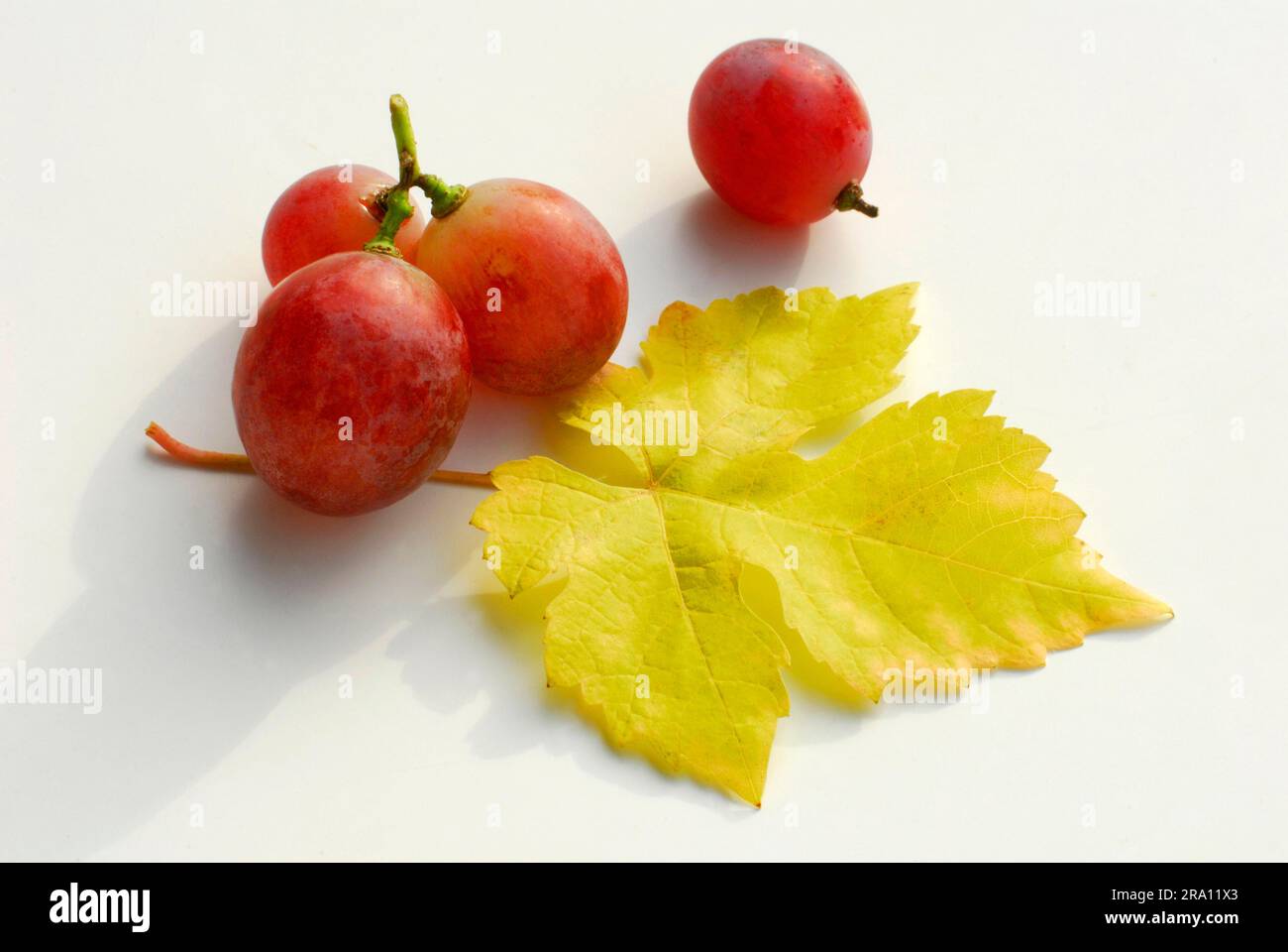 Red globe grapes hi-res stock photography and images - Alamy