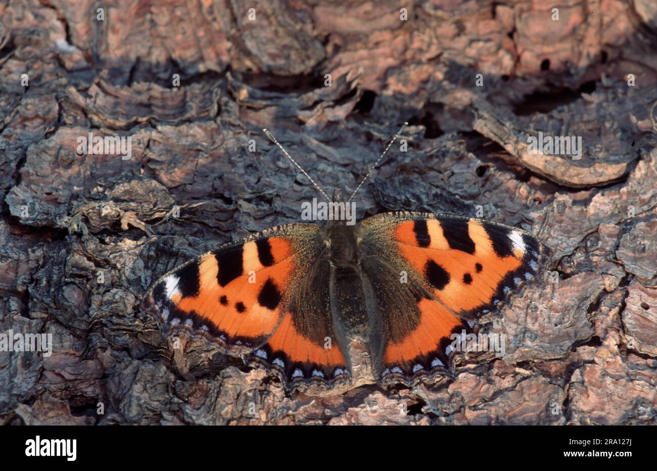 Small flying fox hi-res stock photography and images - Alamy