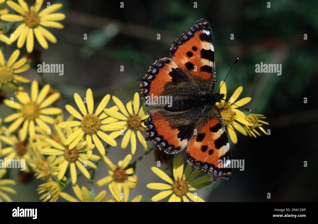 Small flying fox hi-res stock photography and images - Alamy