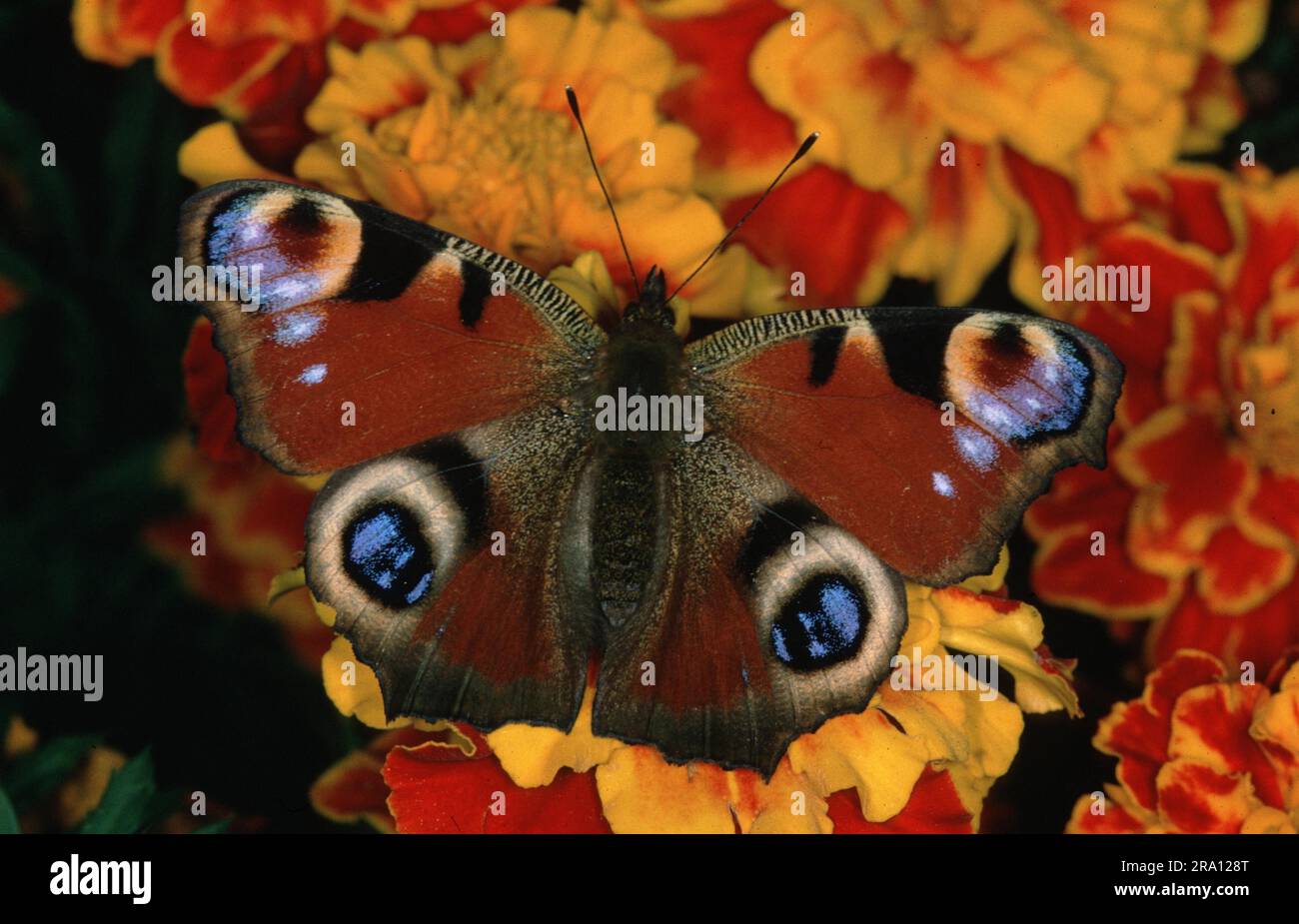 European peacock, European Peacock butterfly (Nymphalis io Stock Photo ...