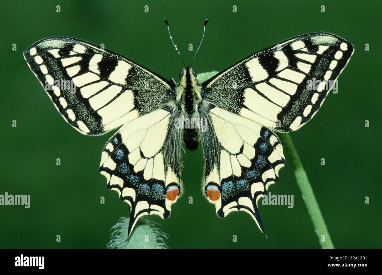 Swallowtail, Old Swallowtail, Common Yellow Swallowtail (Papilio machaon), Swallotail Stock ...