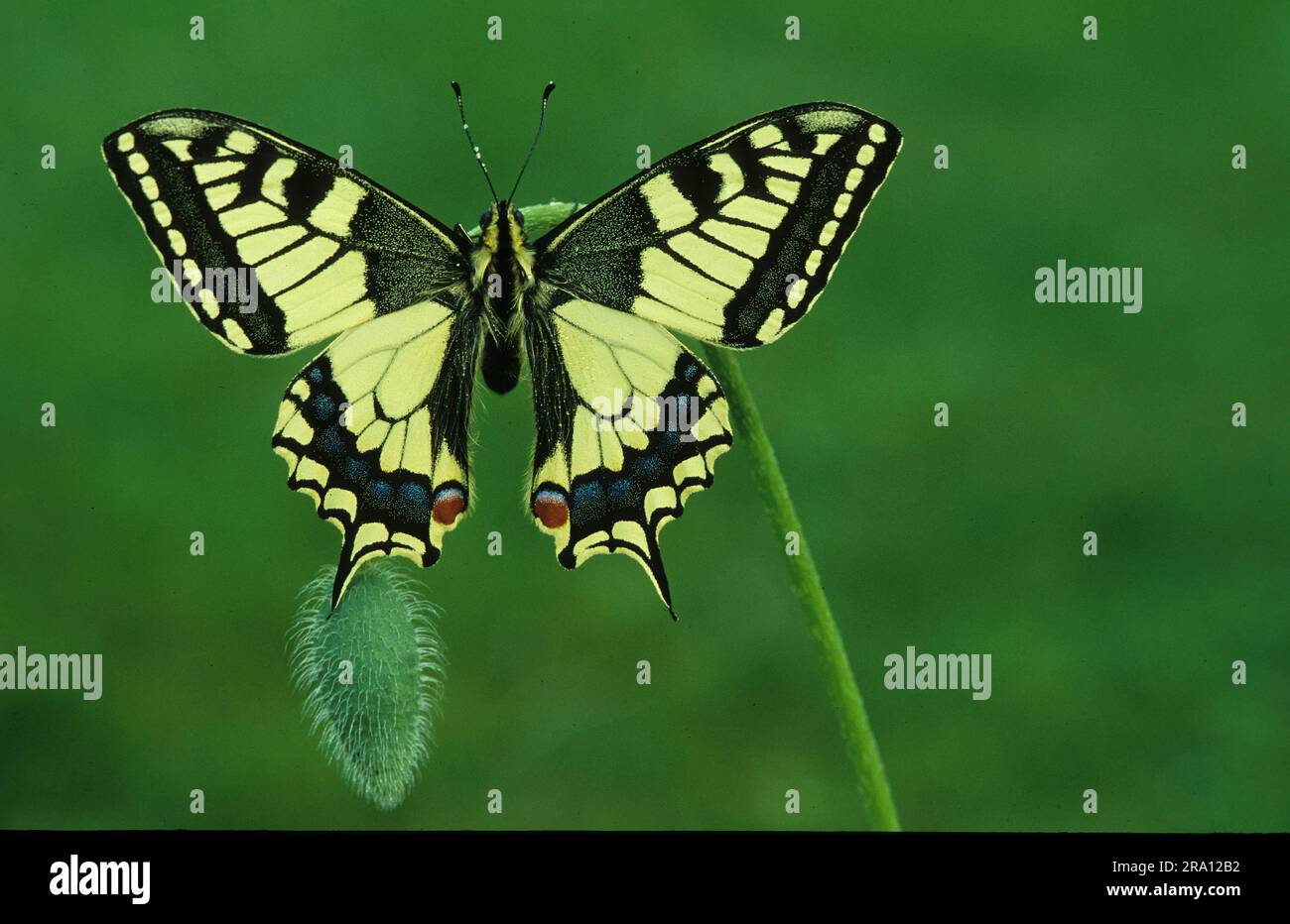 Swallowtail, Old Swallowtail, Common Yellow Swallowtail (Papilio machaon), Swallotail Stock ...
