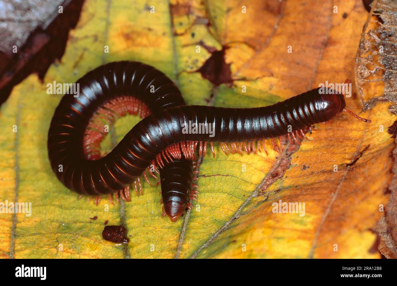 Banded (Myriapoda) millipede, centipede, Nicaragua Stock Photo - Alamy