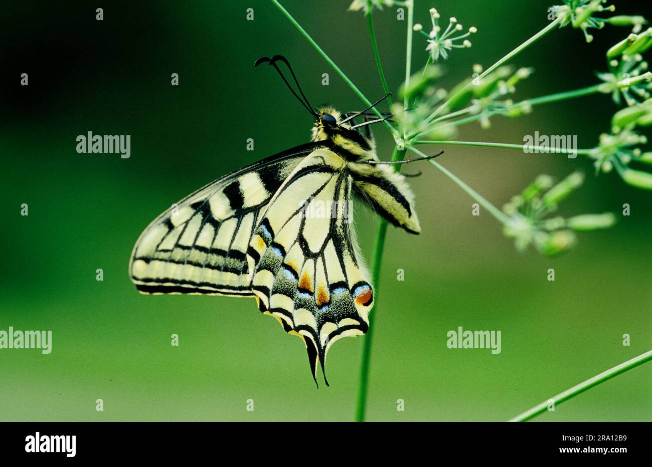 Swallowtail, Old Swallowtail, Common Yellow Swallowtail (Papilio machaon), Swallotail Stock ...