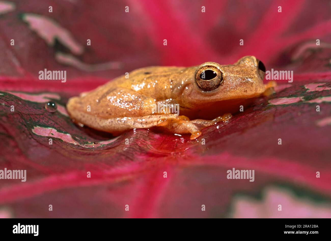 Frog nicaragua hi-res stock photography and images - Alamy