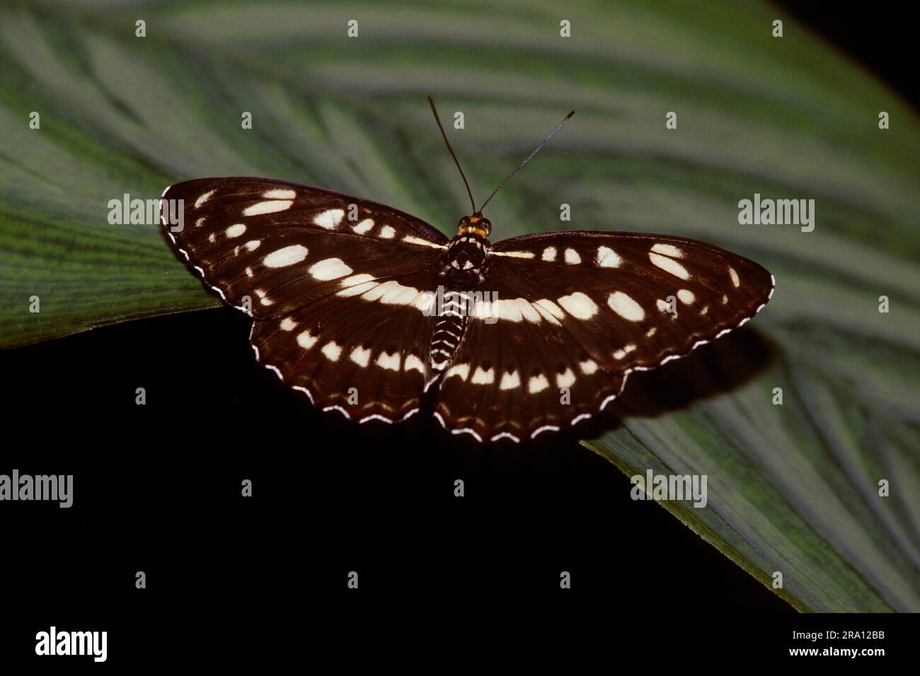 Zebra butterfly (Heliconius) charitornius tuckeri, Zebra Longwing ...