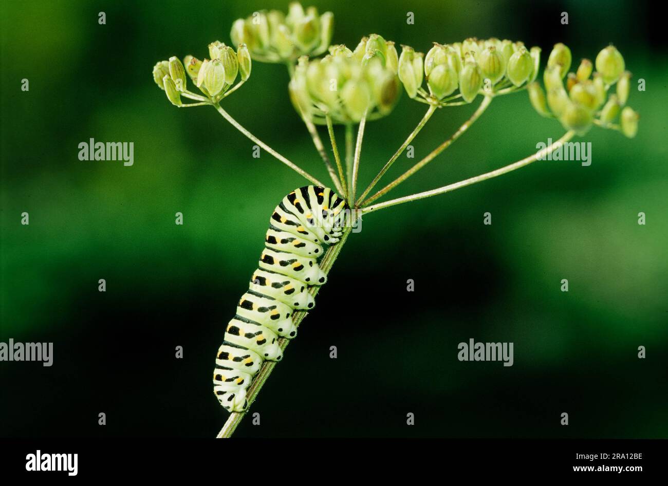 Swallowtail, Old Swallowtail, Common Yellow Swallowtail (Papilio machaon), Swallotail Stock ...