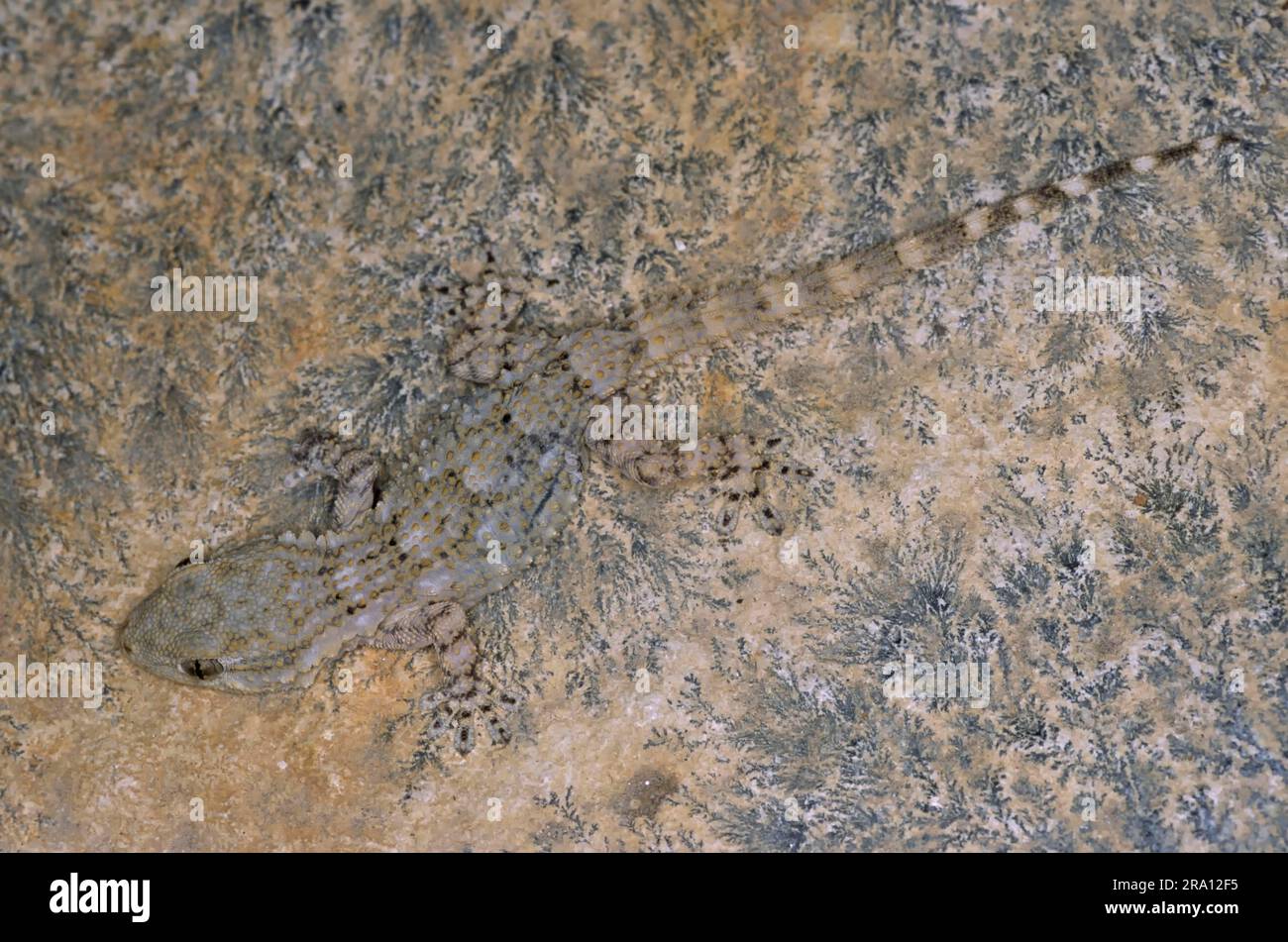 Common wall gecko (Tarentola mauritanica), domestic gecko, France Stock ...