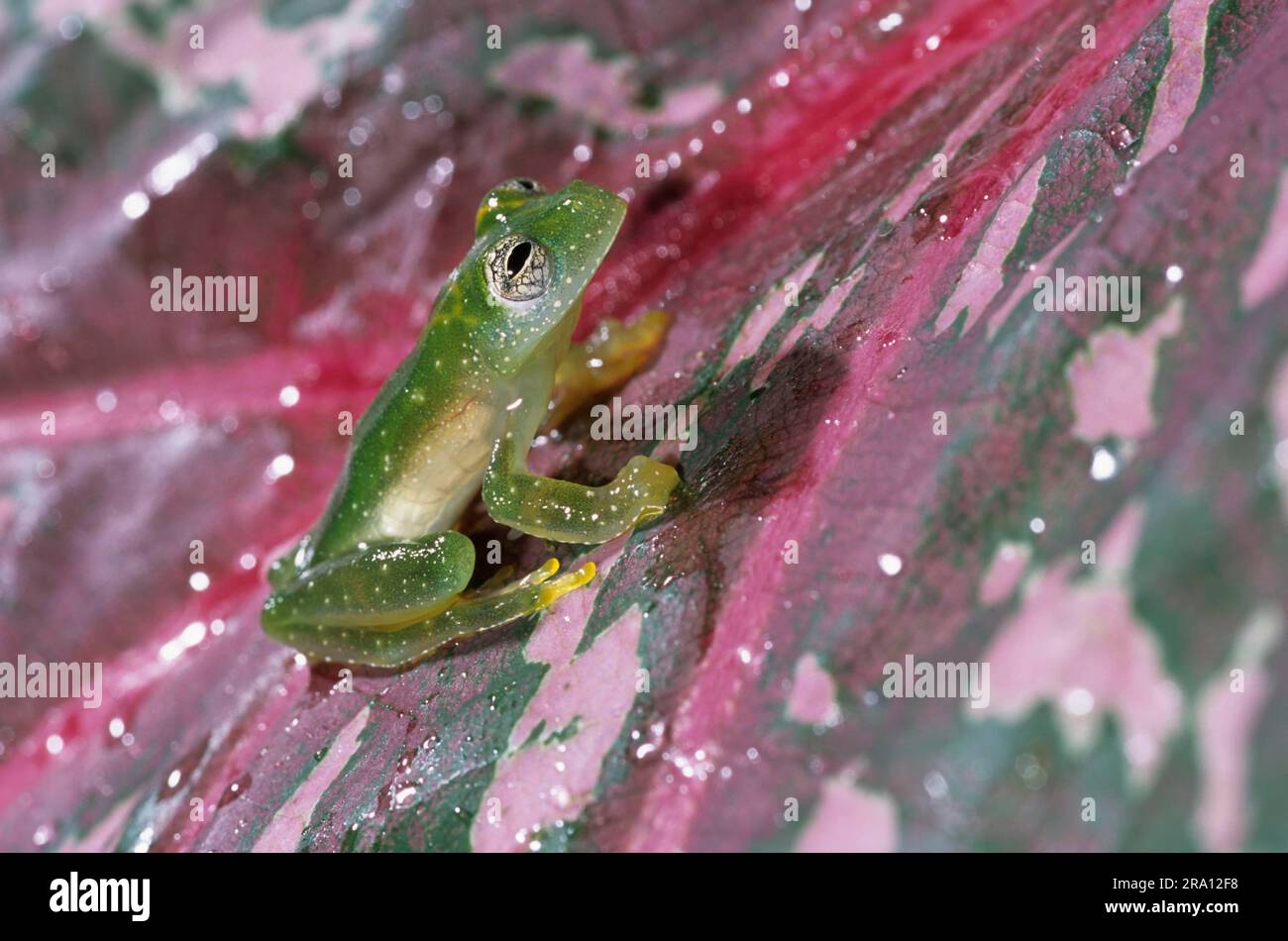 Cochranella hi-res stock photography and images - Alamy