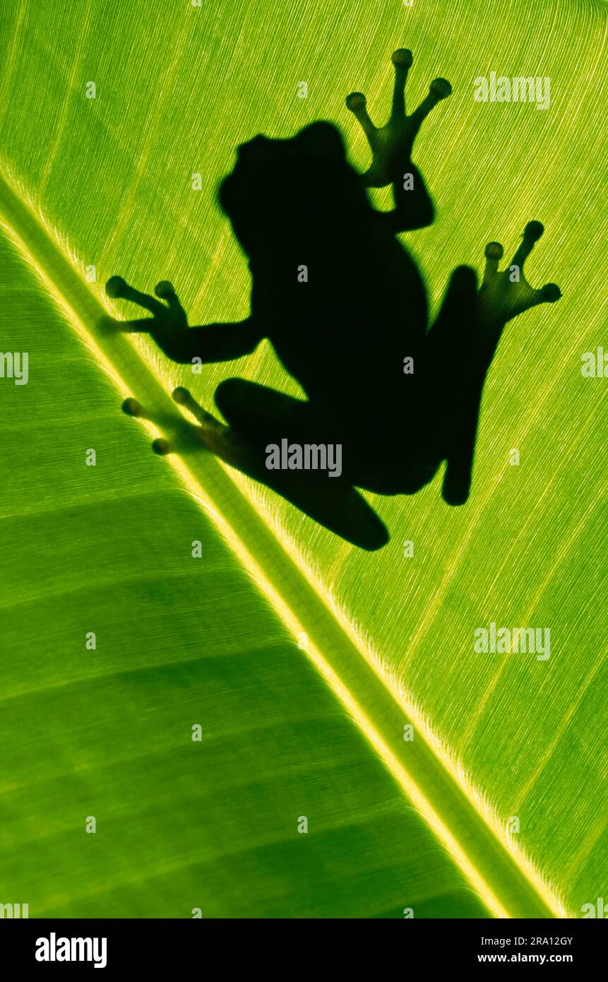Masked Tree Frog (Smilisca phaeota), shade, Nicaragua Stock Photo - Alamy