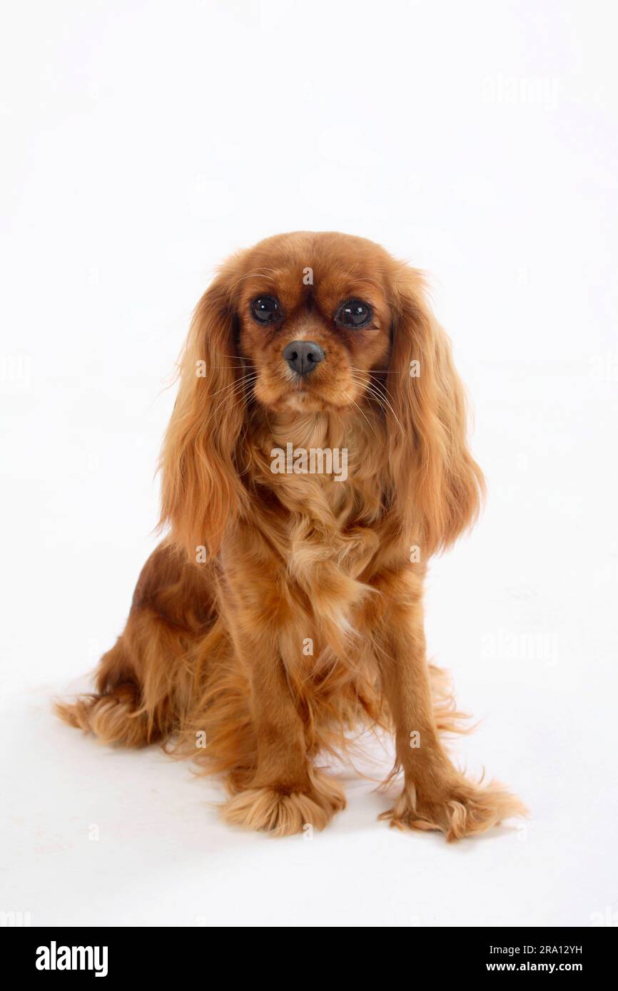 Cavalier King Charles Spaniel, ruby red Stock Photo - Alamy