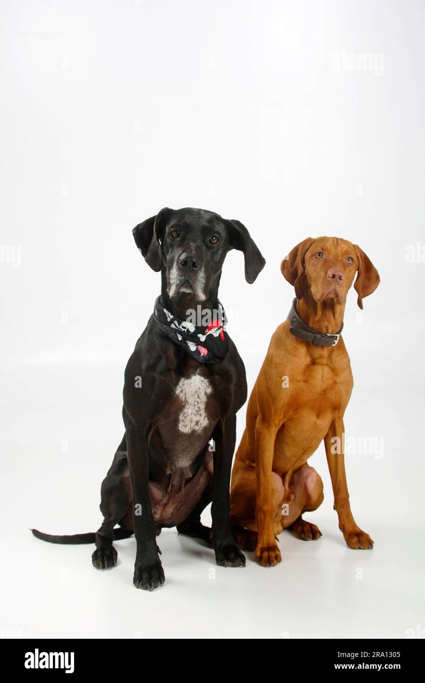 Great Dane, female, black, and Magyar Vizsla, male, short-haired ...