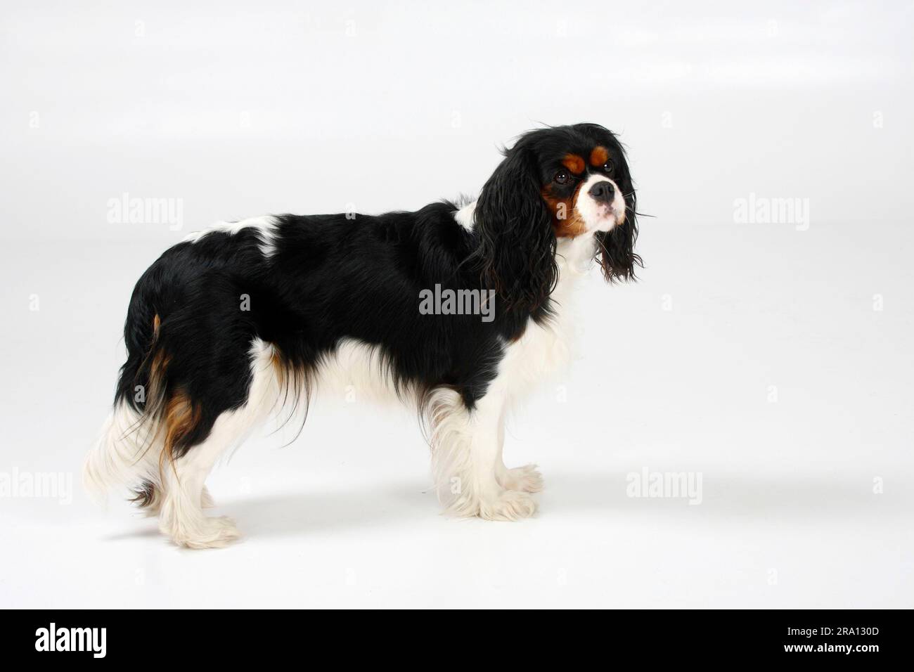 Cavalier King Charles Spaniel, tricolour, side Stock Photo - Alamy
