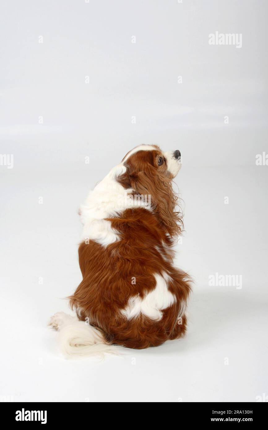 Cavalier King Charles Spaniel, blenheim, 7 years old, too fat Stock ...