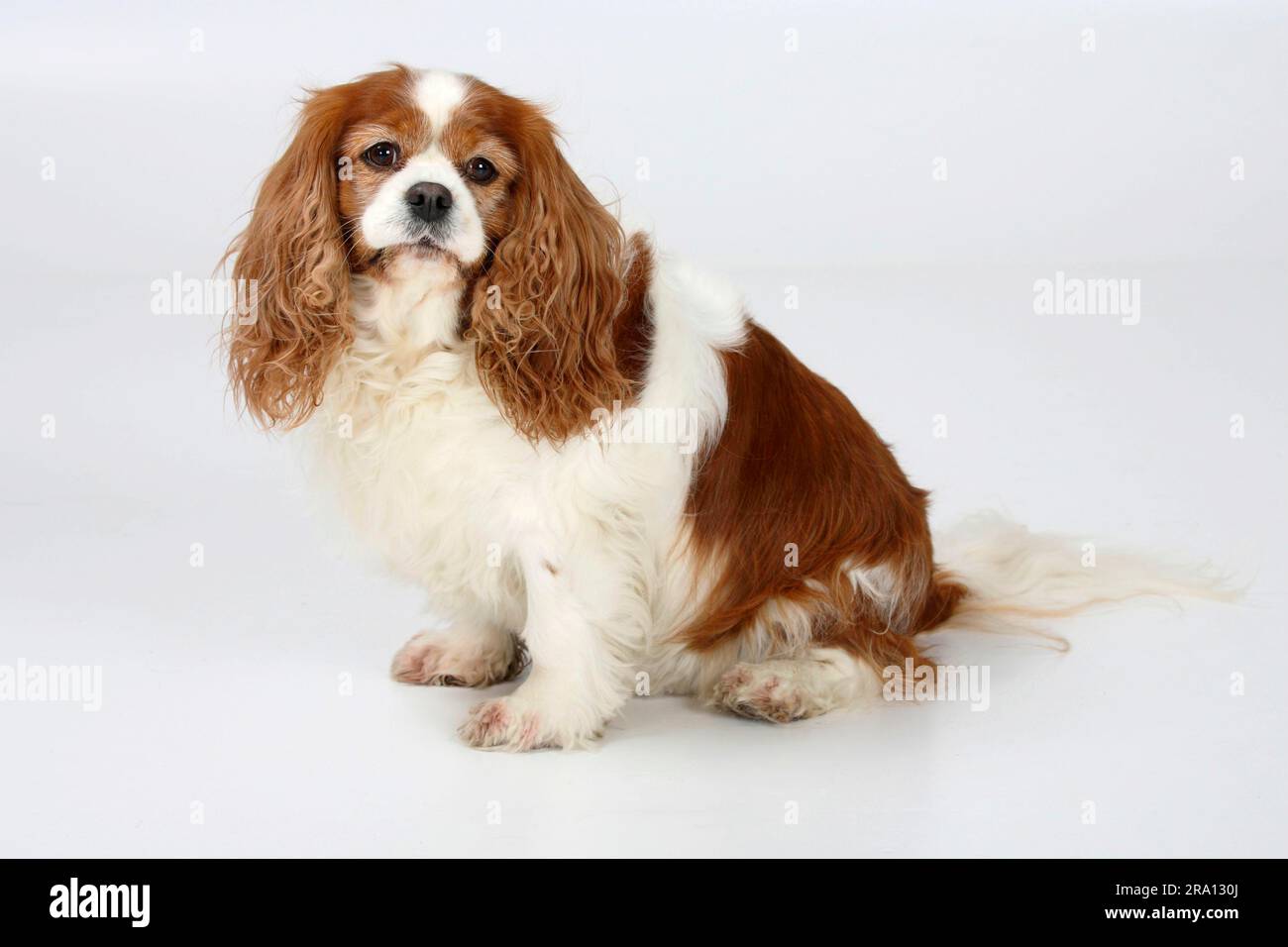 Cavalier King Charles Spaniel, blenheim, 7 years old, retrusive ...