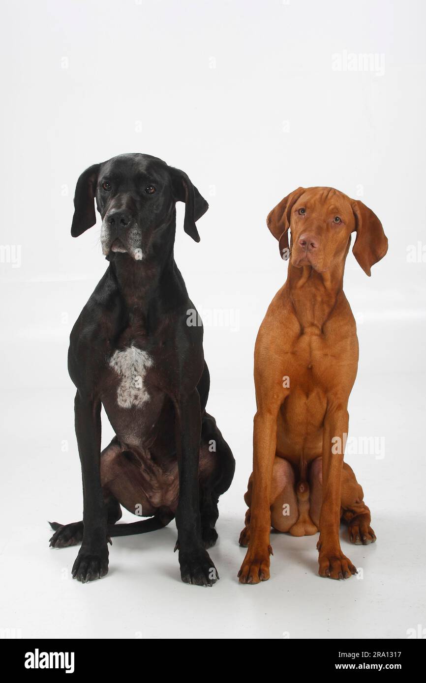 Great Dane, female, black, and Magyar Vizsla, male, short-haired ...