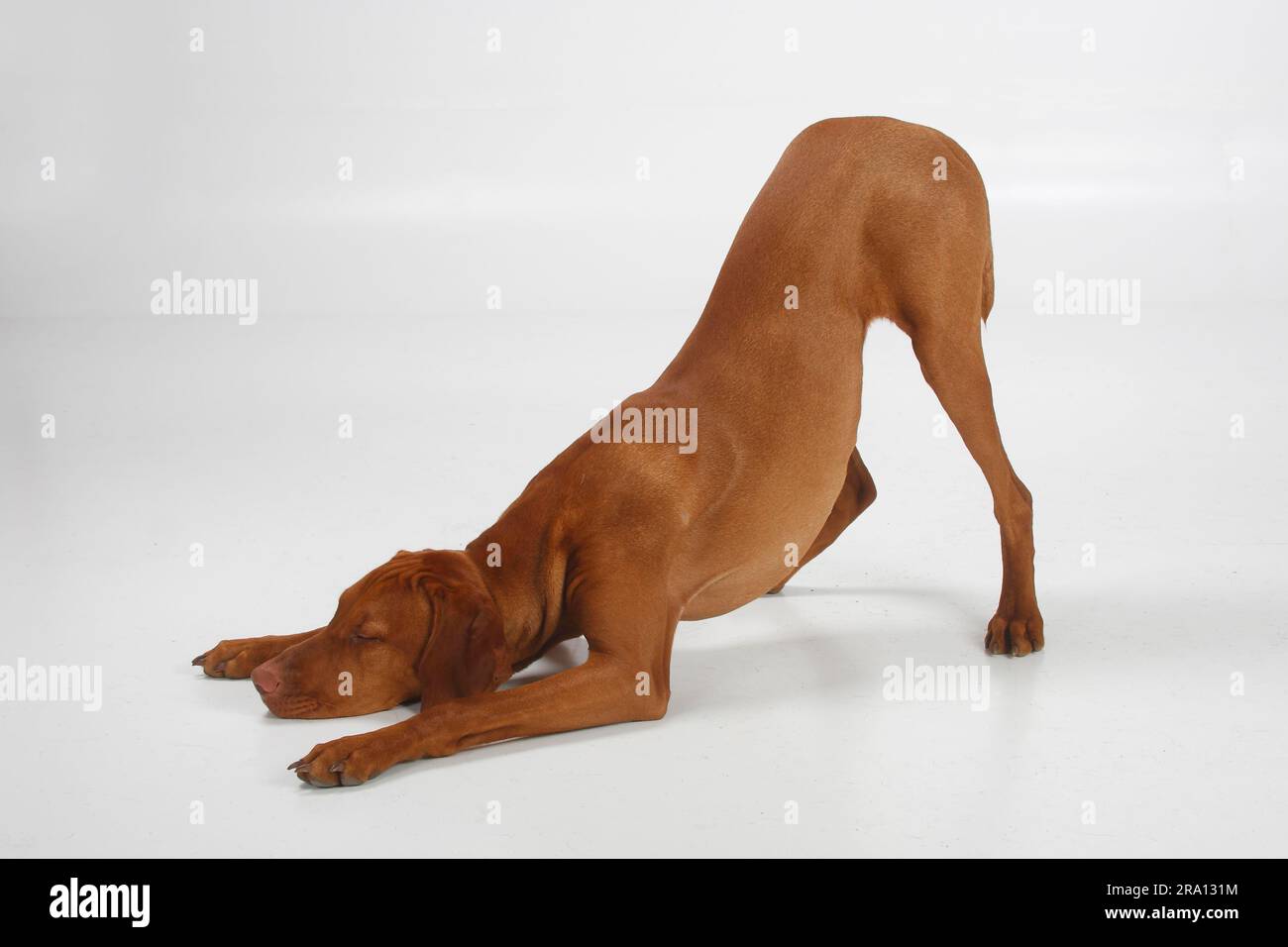 Magyar Vizsla, Male, Shorthaired Hungarian Pointing Dog, Bowing, Play ...