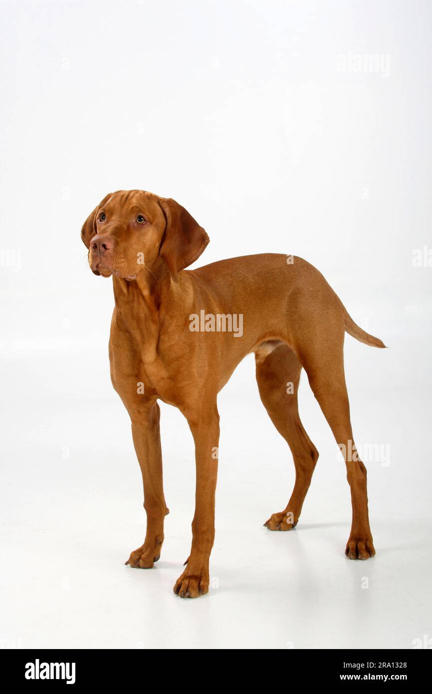Magyar Vizsla, Male, Shorthaired Hungarian Pointing Dog Stock Photo - Alamy