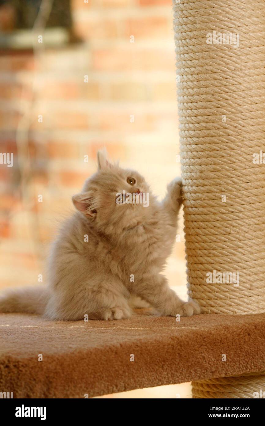 British longhair cat, kitten, 9 weeks, Highlander, Lowlander, Britanica ...