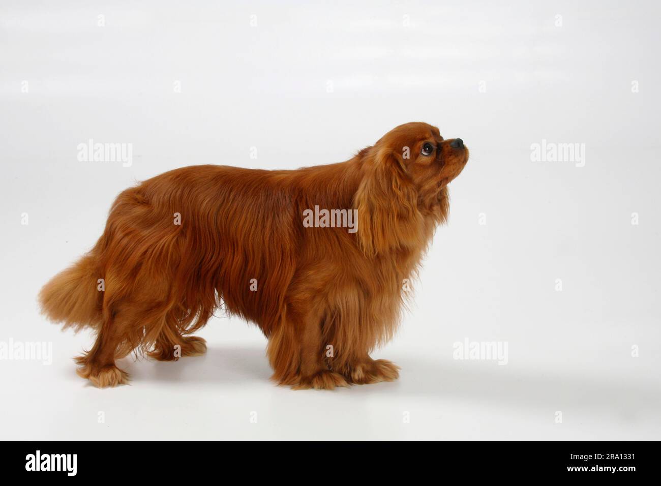 Cavalier King Charles Spaniel, ruby red, side Stock Photo - Alamy
