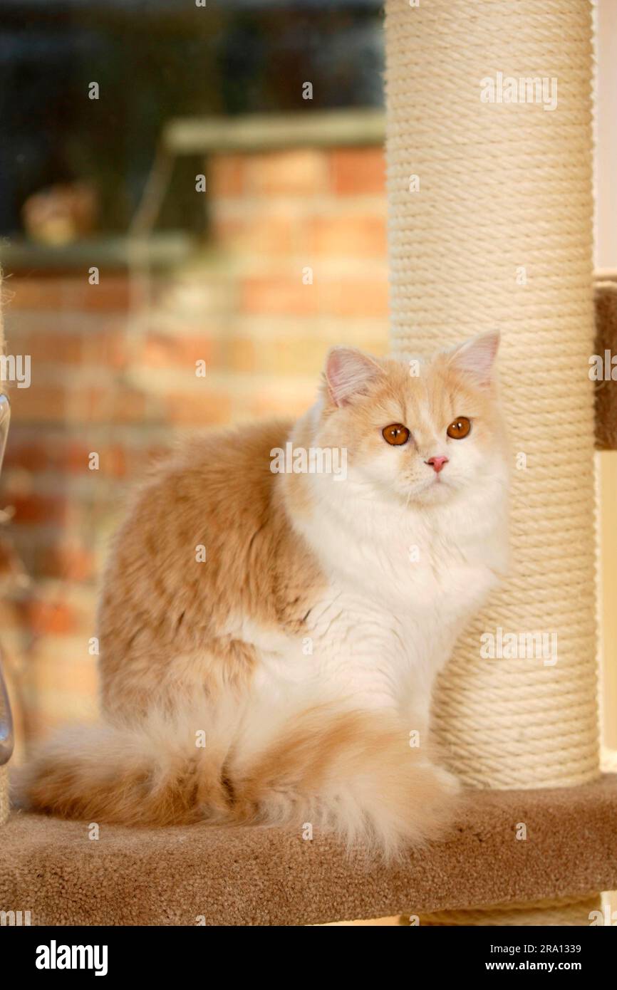 British longhair cat, cream-white, Highlander, Lowlander, Britanica ...