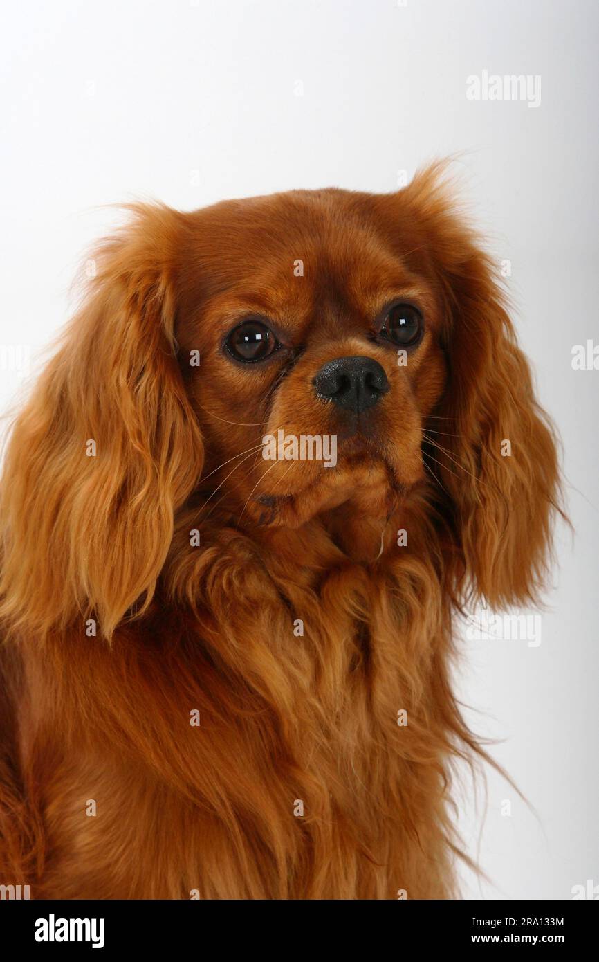 Cavalier King Charles Spaniel, ruby red Stock Photo - Alamy