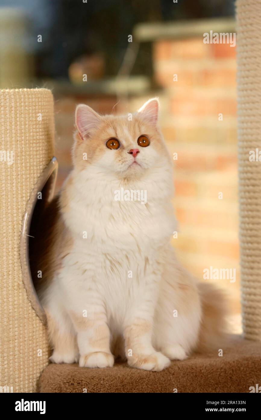British longhair cat, cream-white, Highlander, Lowlander, Britanica ...