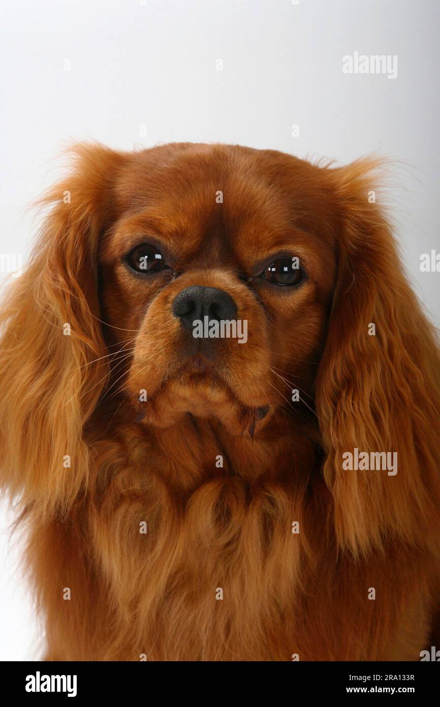 Cavalier King Charles Spaniel, ruby red Stock Photo - Alamy