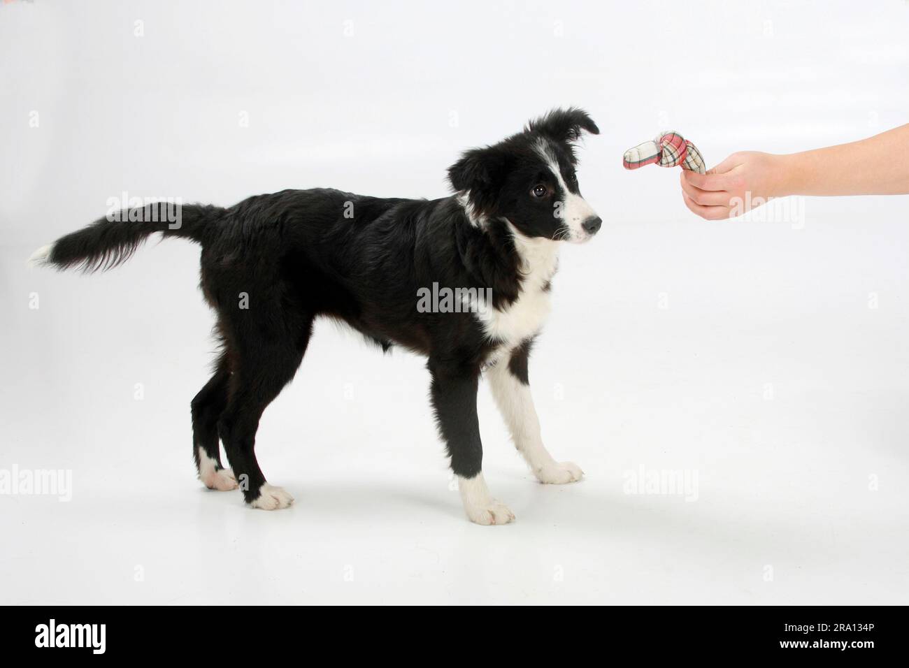 Border collie puppy month hi-res stock photography and images - Alamy
