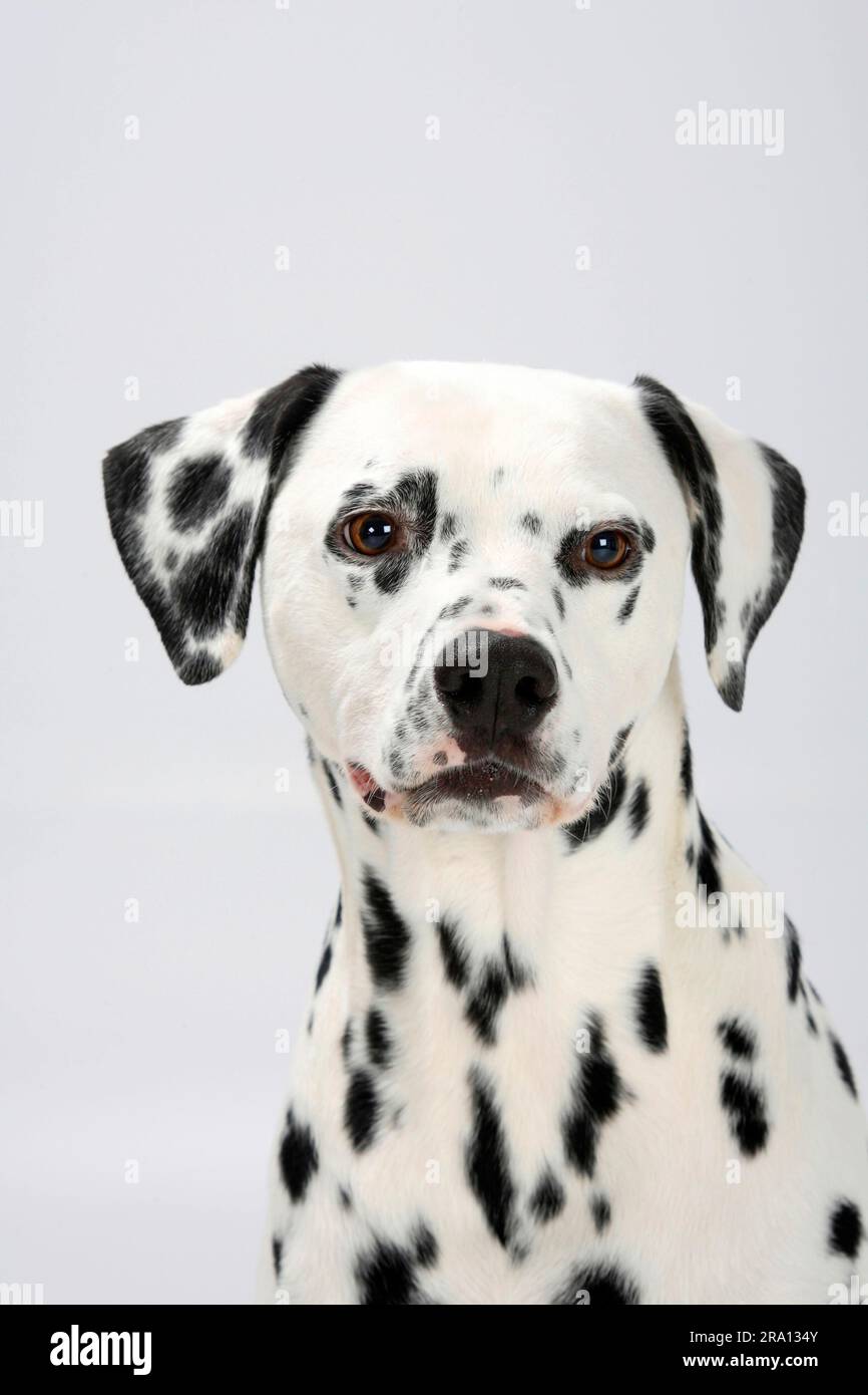Adult male dalmatian portrait hi-res stock photography and images - Alamy