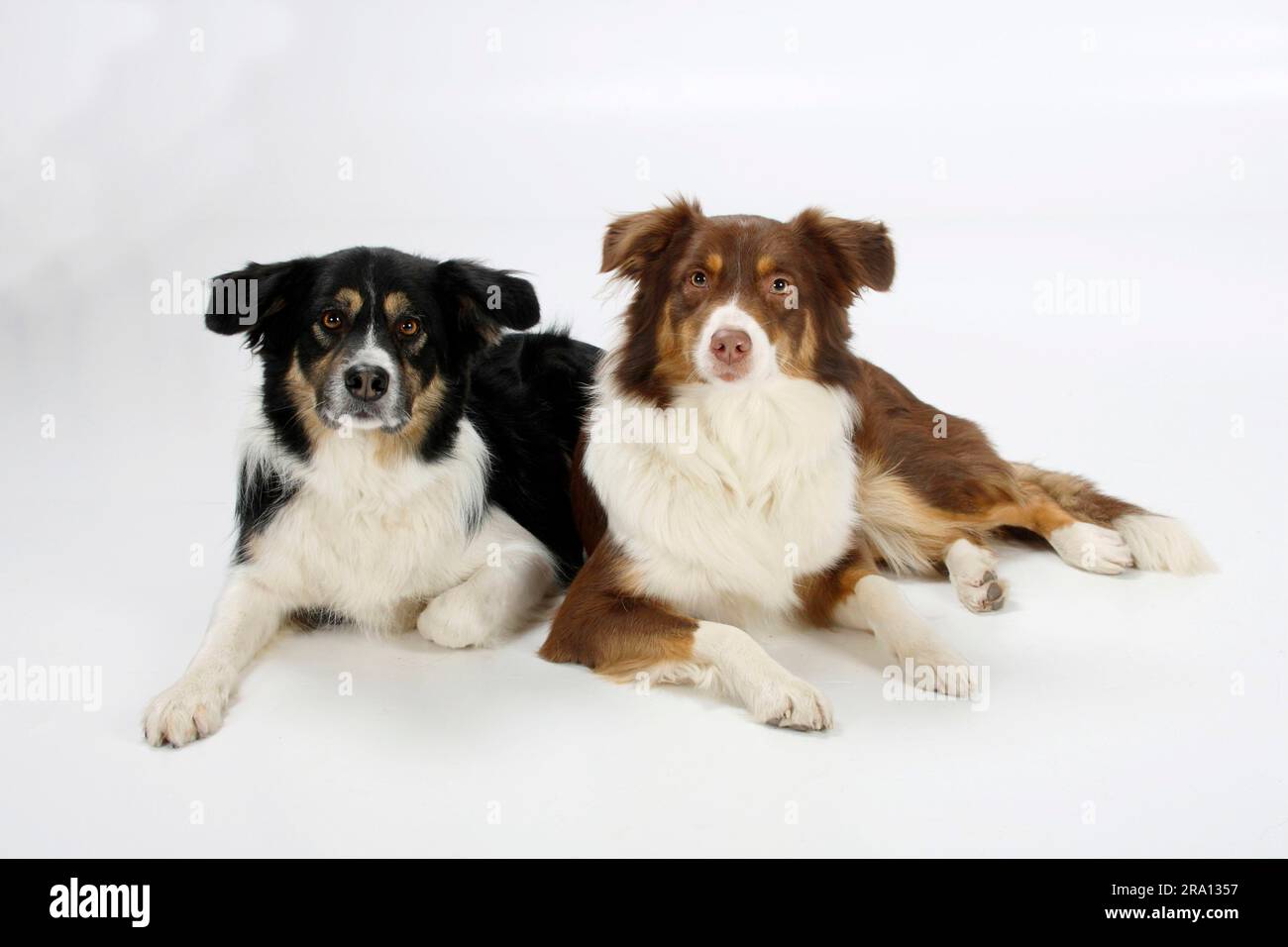 Border Collie, 7 years old, tricolour, and Australian Shepherd, red-tri ...