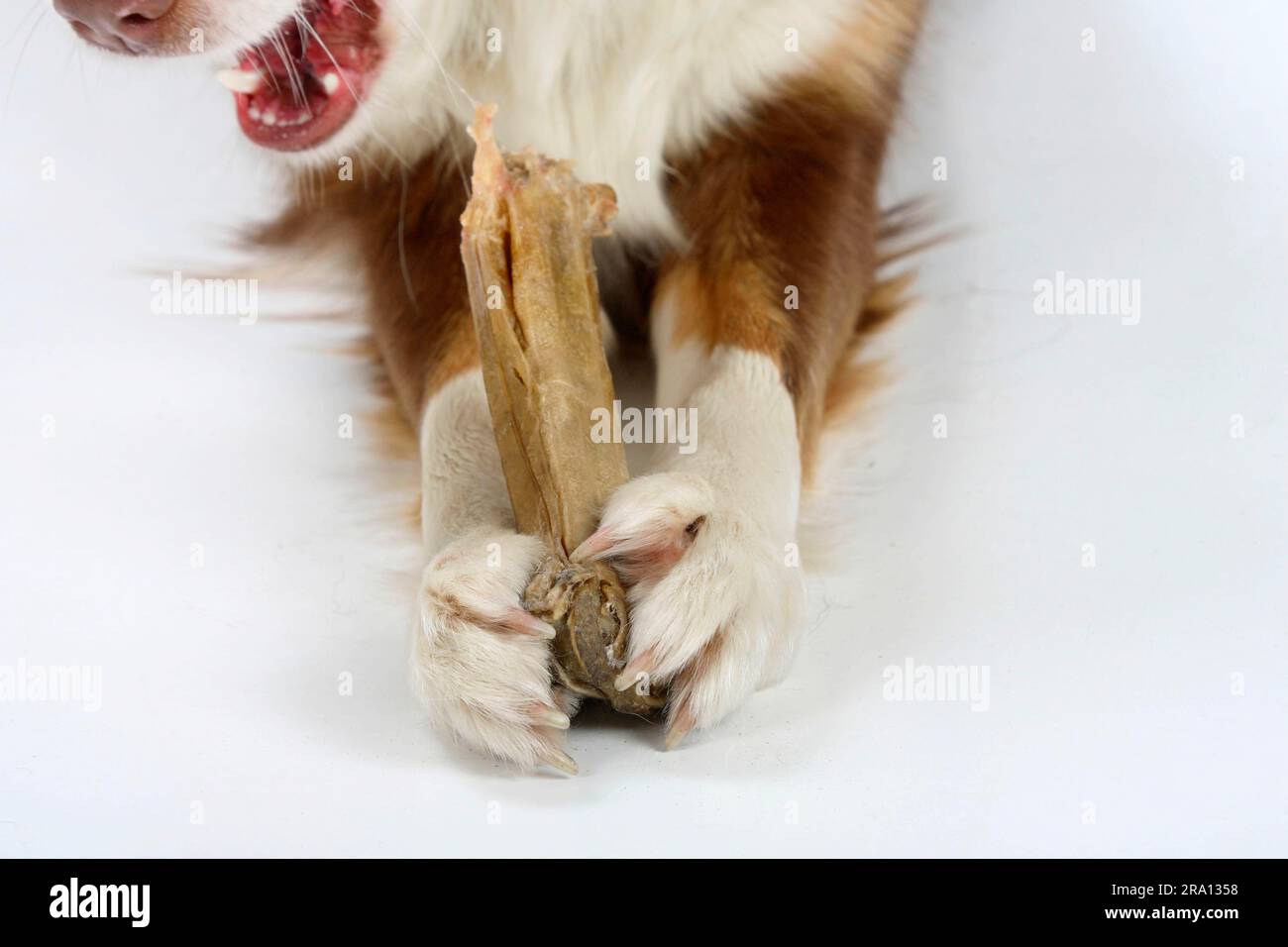 Australian Shepherd, red-tri, rawhide bone, paw, paws Stock Photo - Alamy