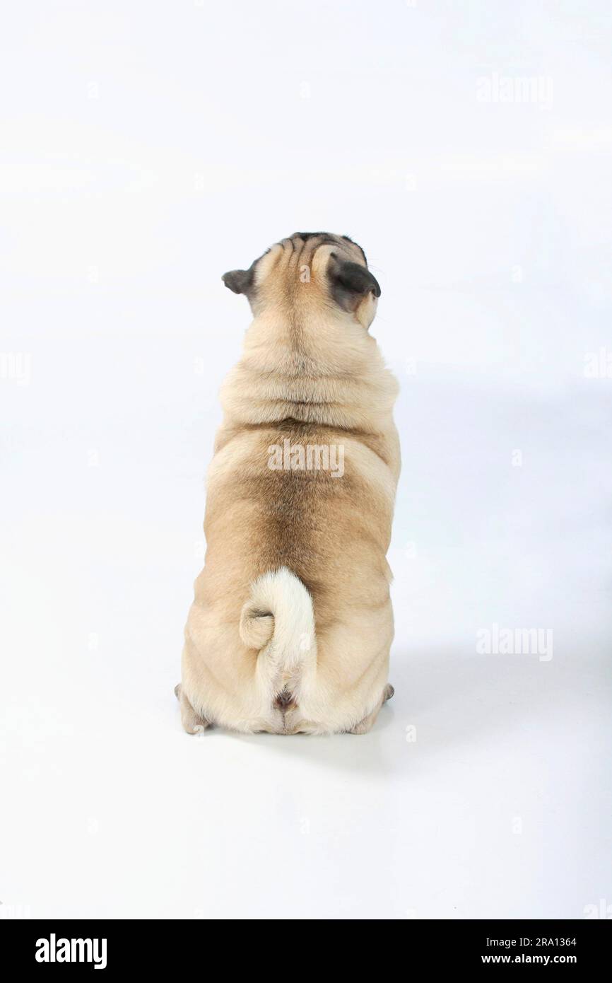 Rear view pug hi-res stock photography and images - Alamy