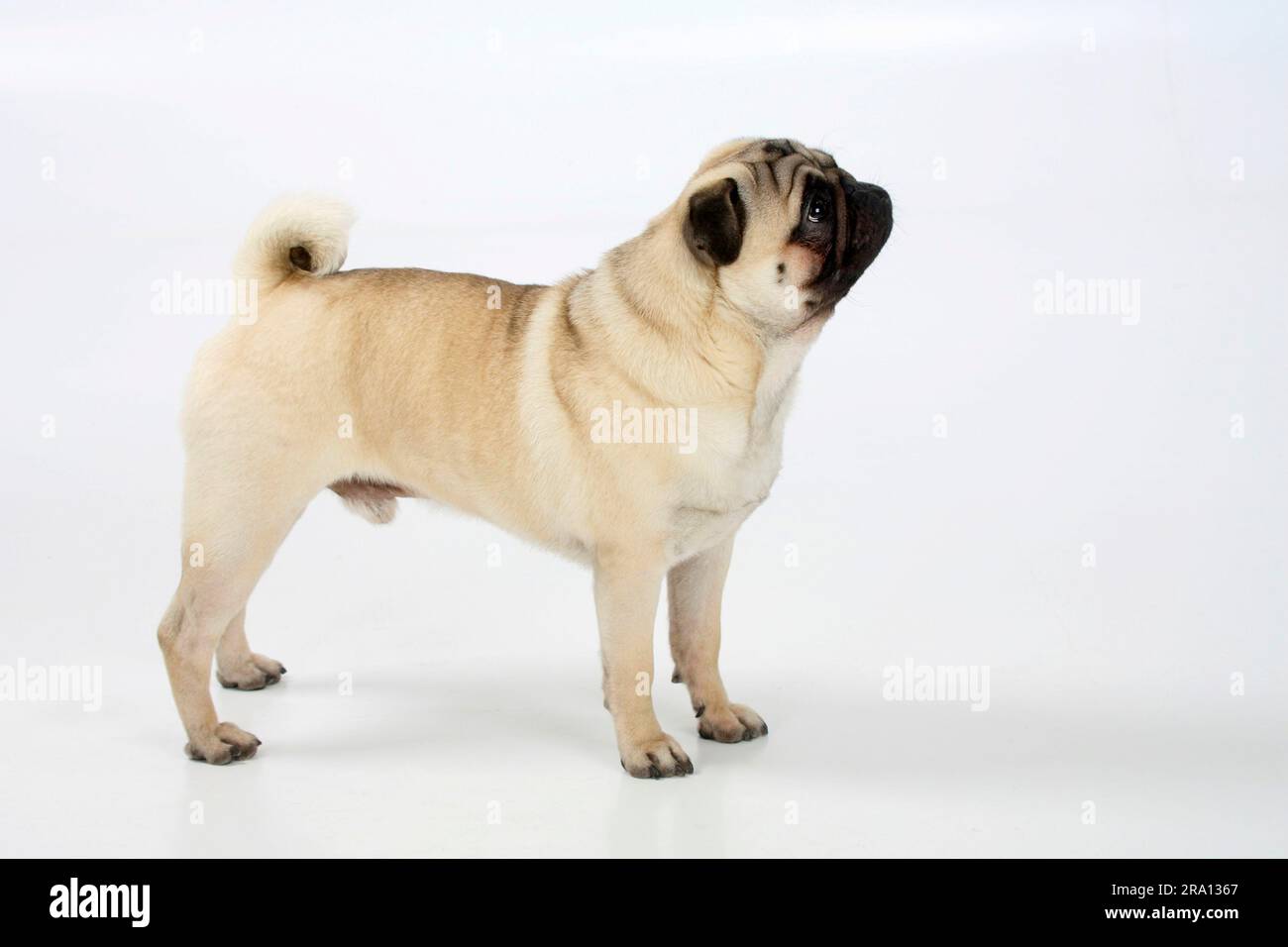 Pug, male, lateral Stock Photo - Alamy