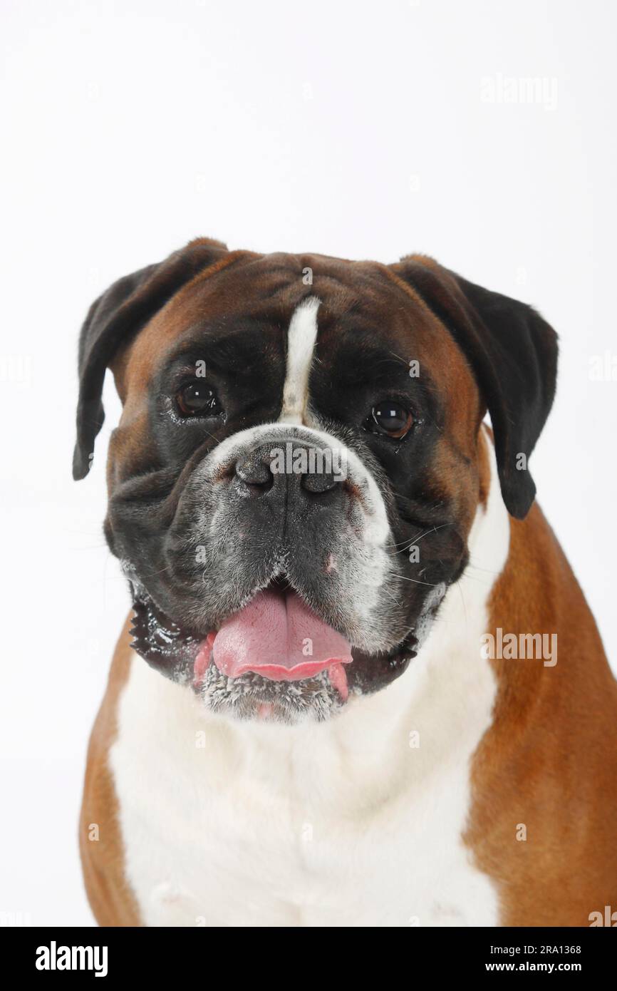 Year old german boxer hi-res stock photography and images - Alamy