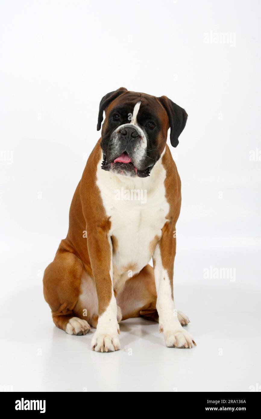 Adult german boxer dog hi-res stock photography and images - Alamy