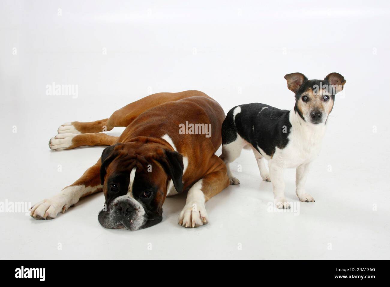 Boxer 13 hi-res stock photography and images - Alamy