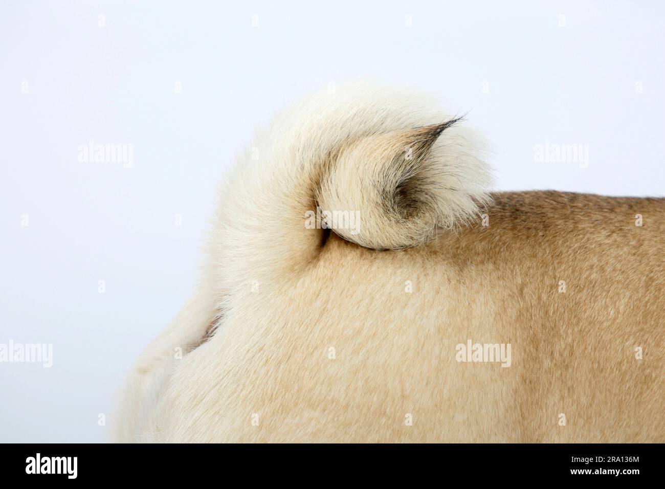 Pug, Tail, Tail Stock Photo - Alamy