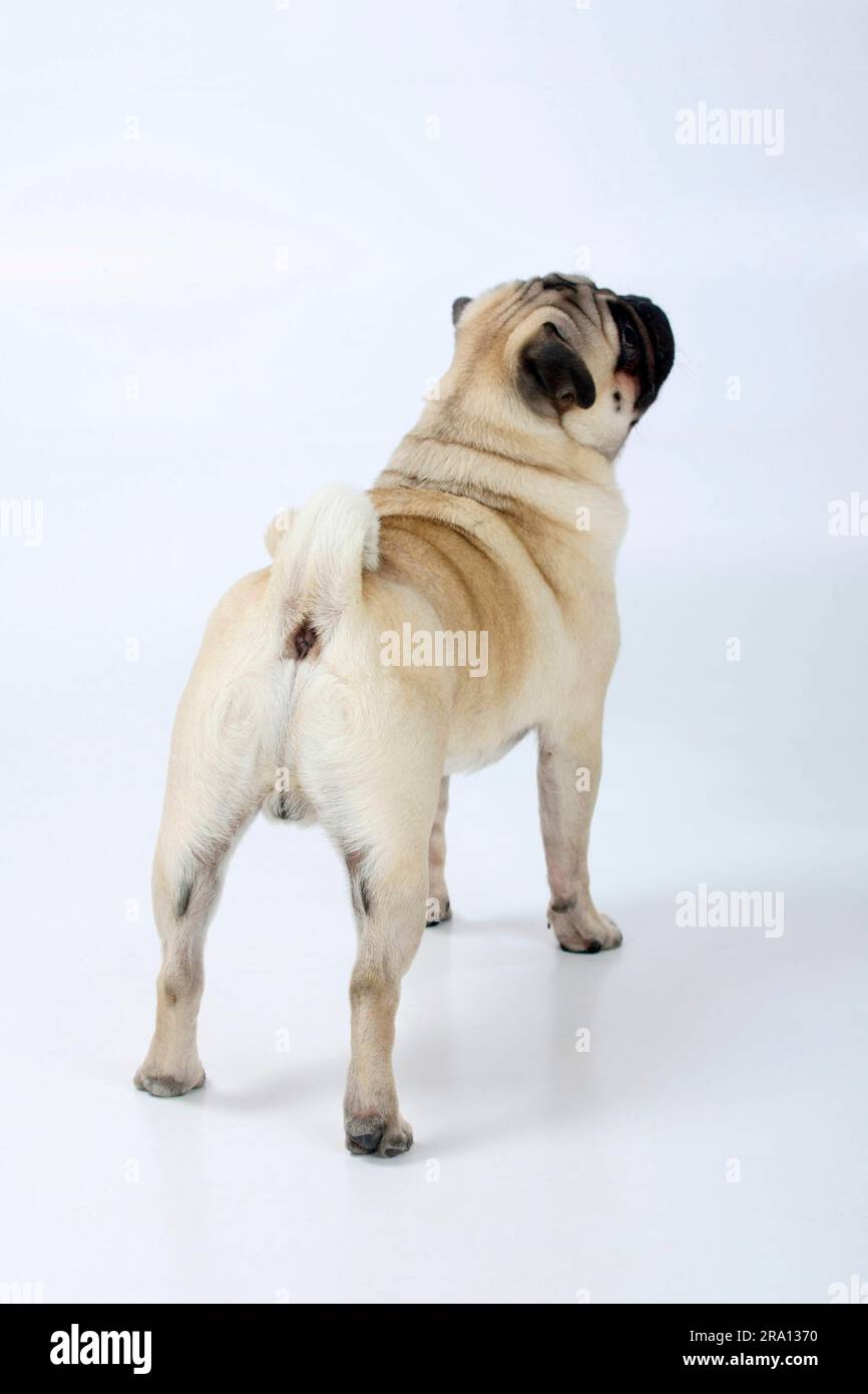 Rear view pug hi-res stock photography and images - Alamy