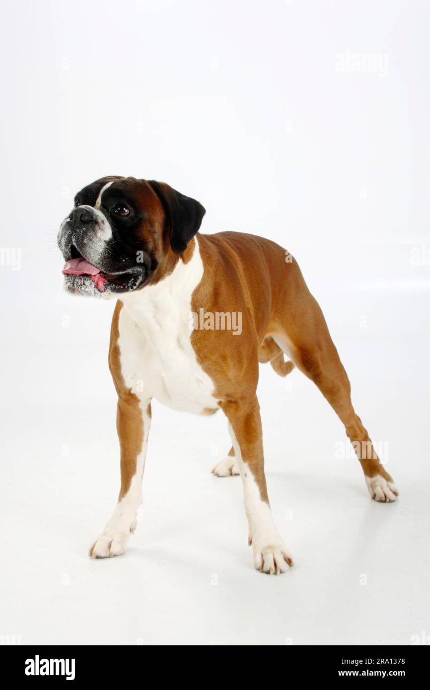 Male boxer dog hi-res stock photography and images - Alamy