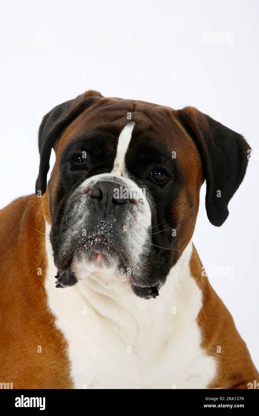 Boxer dog head shot hi-res stock photography and images - Alamy