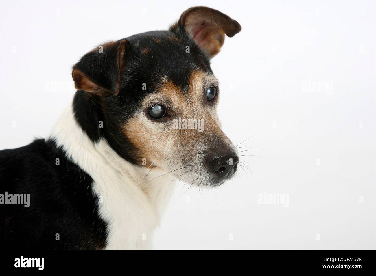 Jack Russell Terrier, tricolour, male, 13 years old, blind, disabled ...
