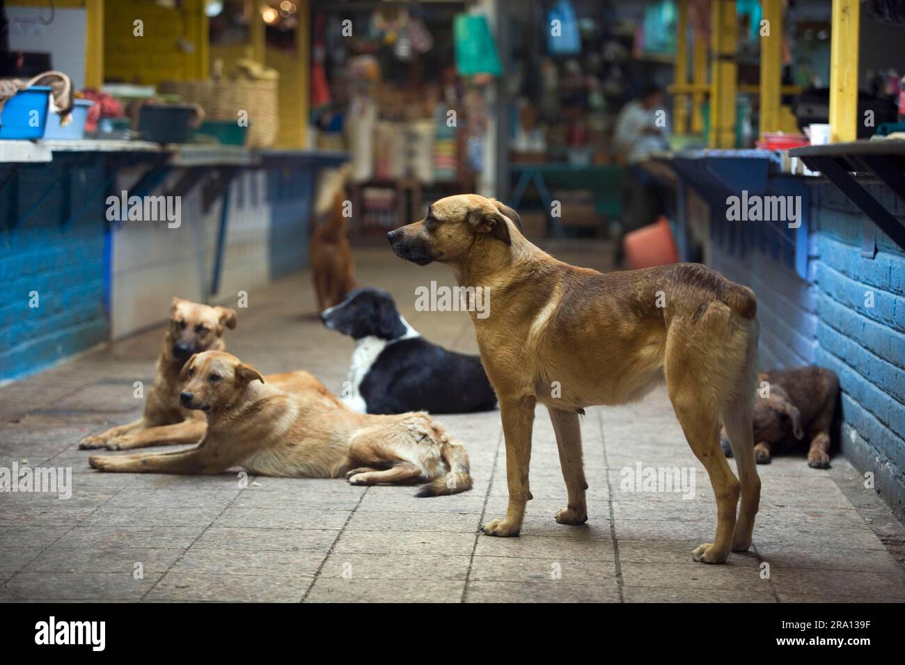 Street dogs begging for food, Otavalo, Imbabura province, Ecuador Stock ...