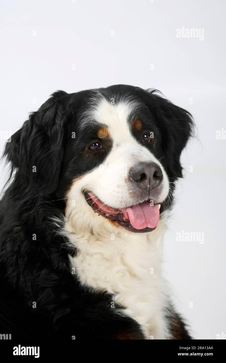 Bernese mountain dog portrait studio hi-res stock photography and ...