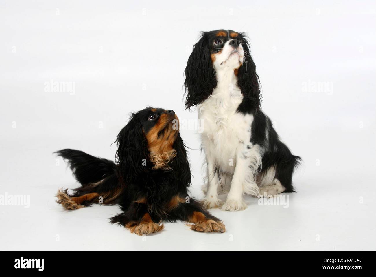 Cavalier King Charles Spaniel, black-brown and tri-coloured Stock Photo ...